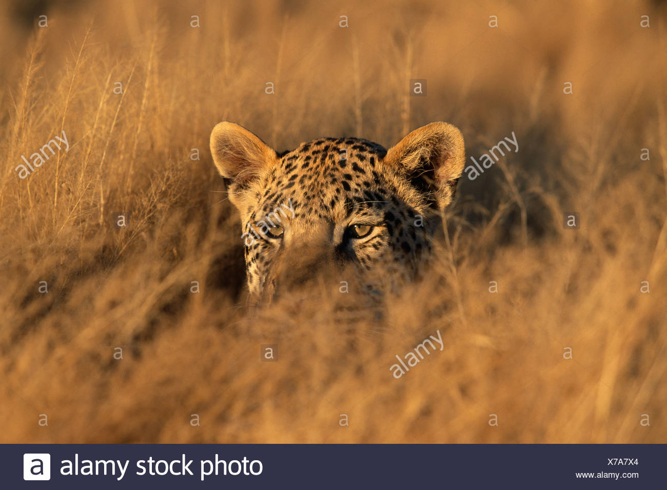 Leopard Hiding High Resolution Stock Photography and Images - Alamy