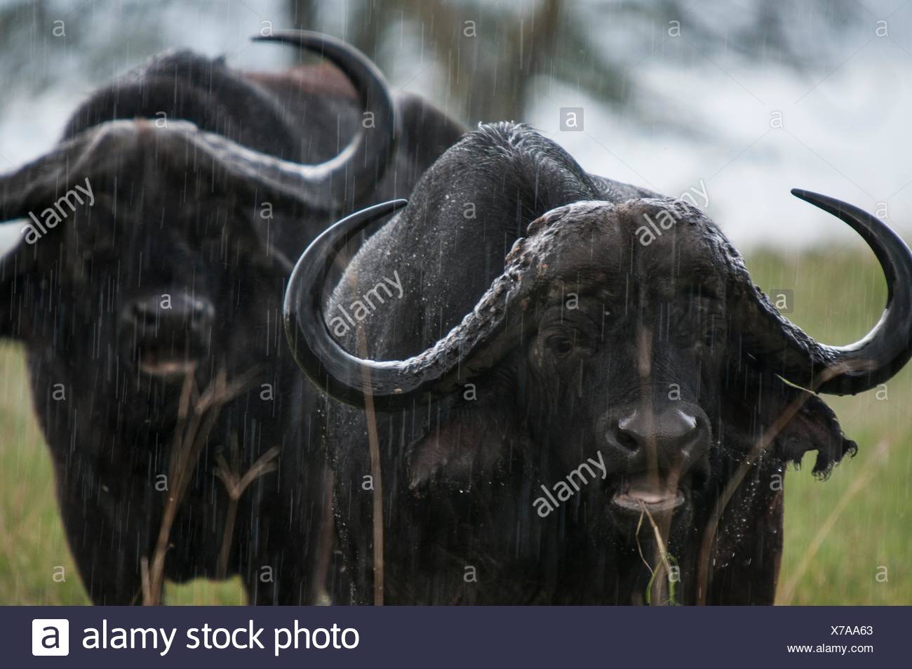 Buffalo Stand High Resolution Stock Photography and Images - Alamy