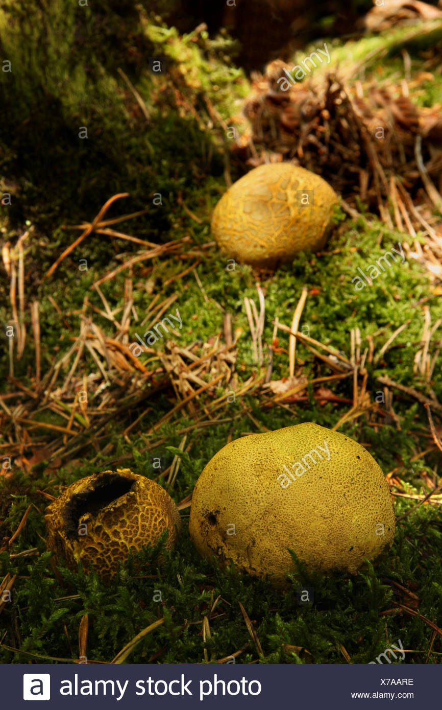Puffball Mushroom Spores High Resolution Stock Photography and Images ...