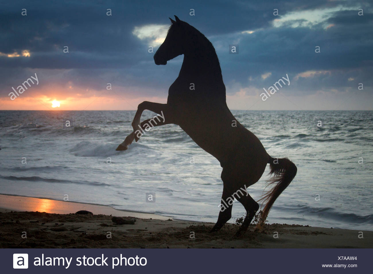 Horse Rearing Silhouette High Resolution Stock Photography and Images ...