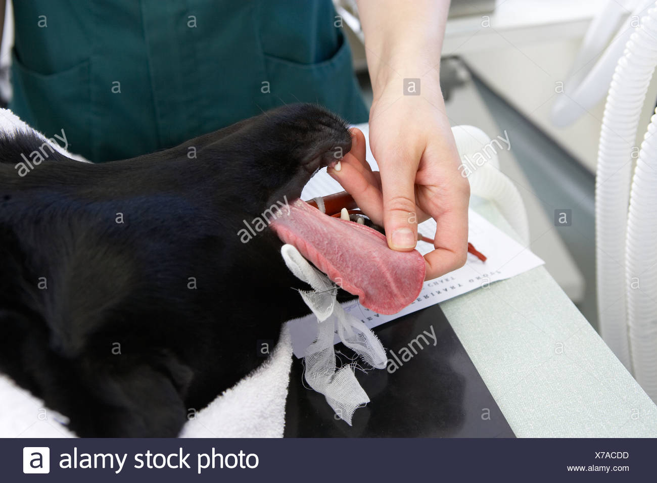 Castrating Stock Photos & Castrating Stock Images - Alamy