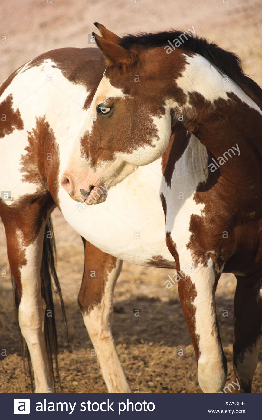 Pinto Horse Stock Photos & Pinto Horse Stock Images - Alamy
