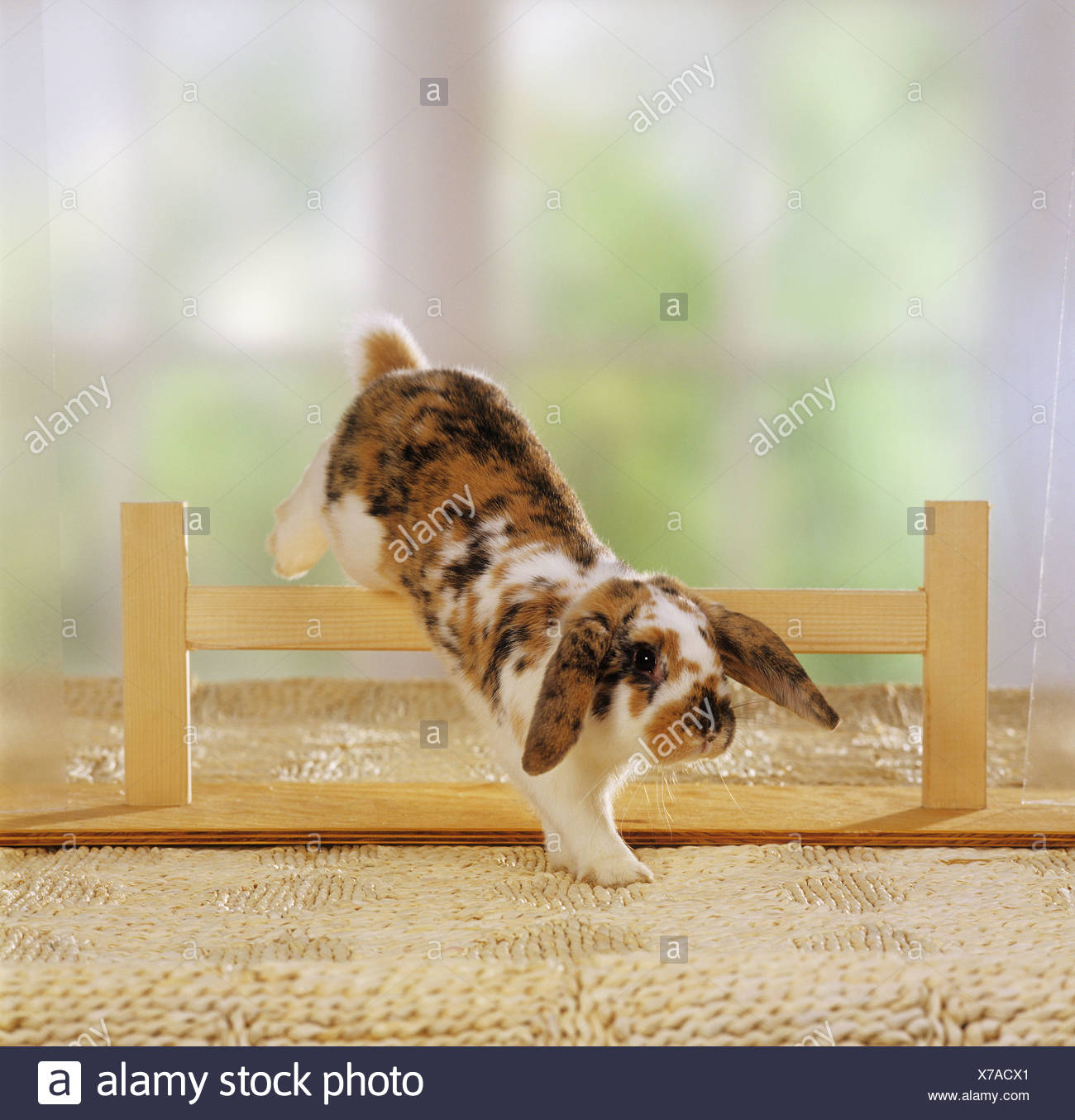 Bunnies Hopping High Resolution Stock Photography and Images - Alamy