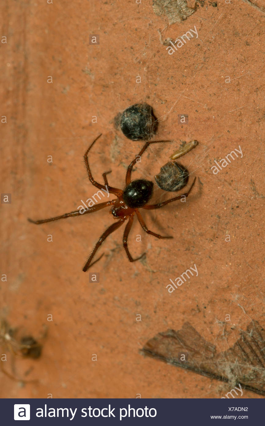 India Poisonous Spider High Resolution Stock Photography and Images - Alamy