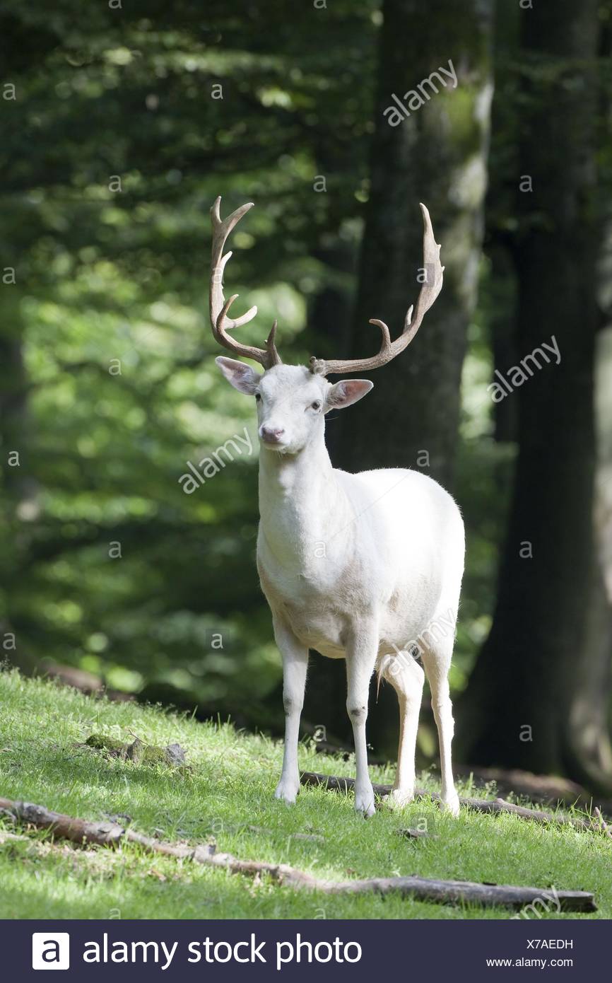 Albino Fallow Deer High Resolution Stock Photography and Images - Alamy