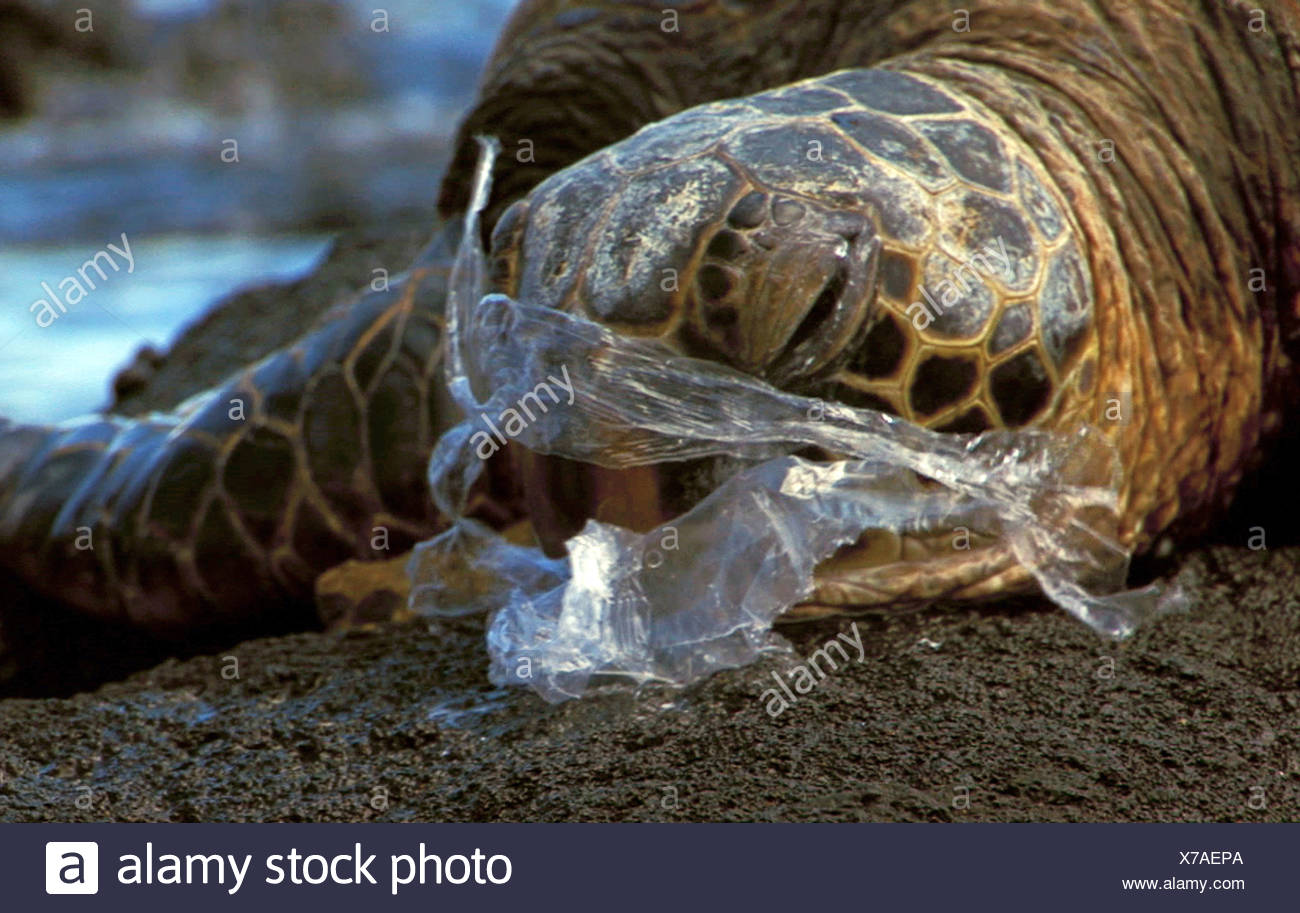 Turtle Plastic Bag High Resolution Stock Photography and Images - Alamy