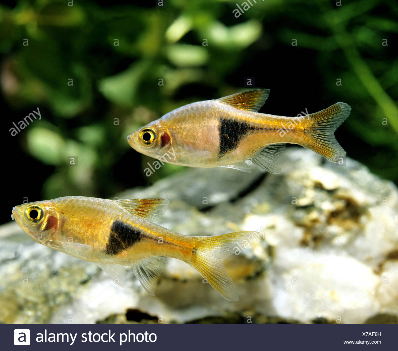 Harlequin Rasboras High Resolution Stock Photography and Images - Alamy
