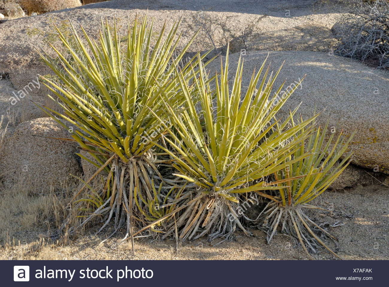 North American Yucca Plant High Resolution Stock Photography and Images ...
