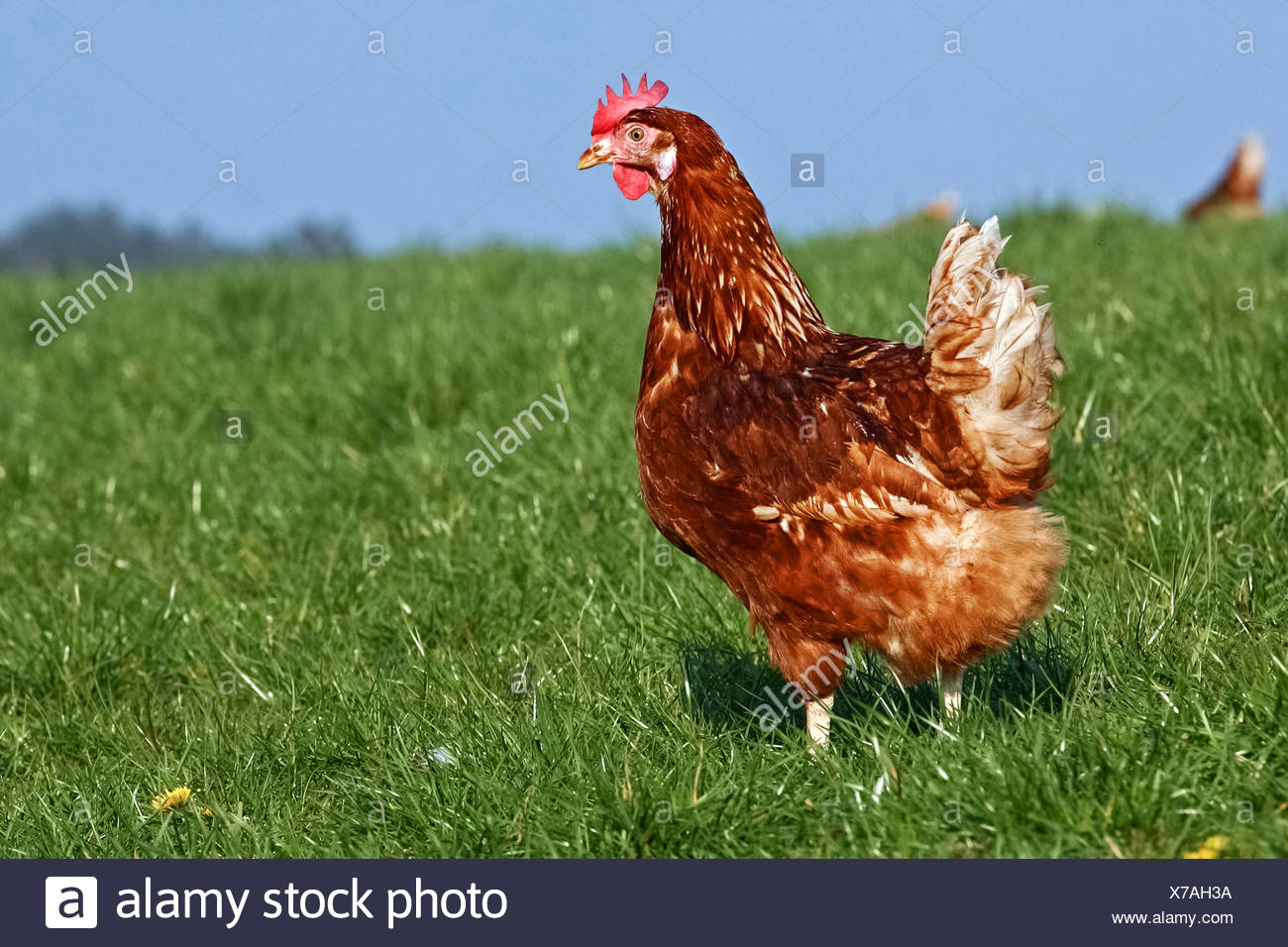 Lohmann Brown High Resolution Stock Photography and Images - Alamy