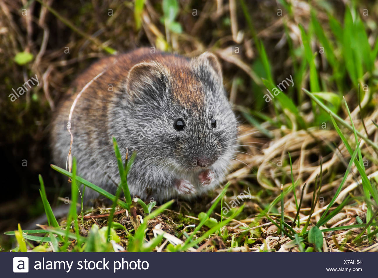Red Backed Voles High Resolution Stock Photography and Images - Alamy