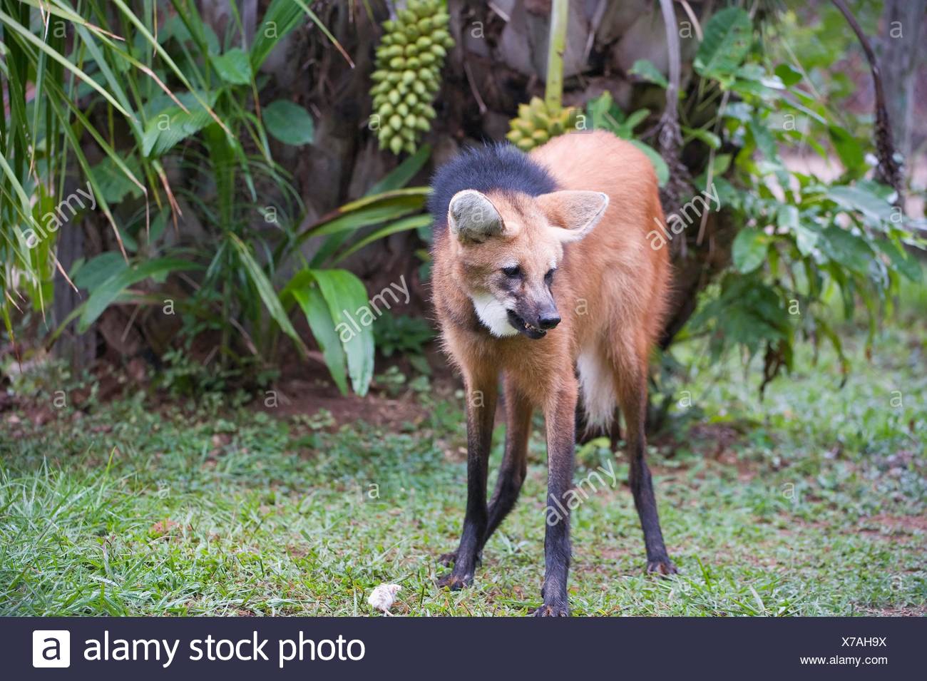 Brazil Maned Wolf High Resolution Stock Photography and Images - Alamy