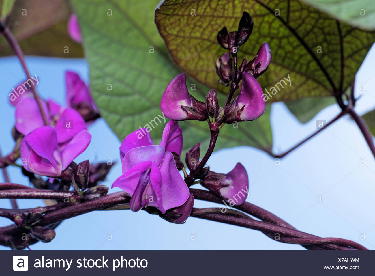 Lablab Purpureus Sweet High Resolution Stock Photography and Images - Alamy