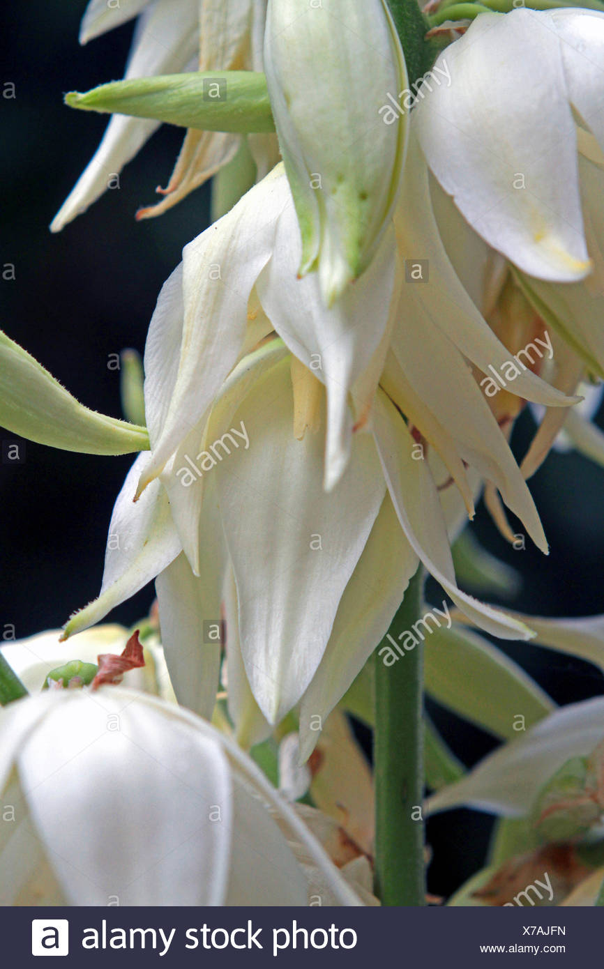 Adams Needle High Resolution Stock Photography and Images - Alamy