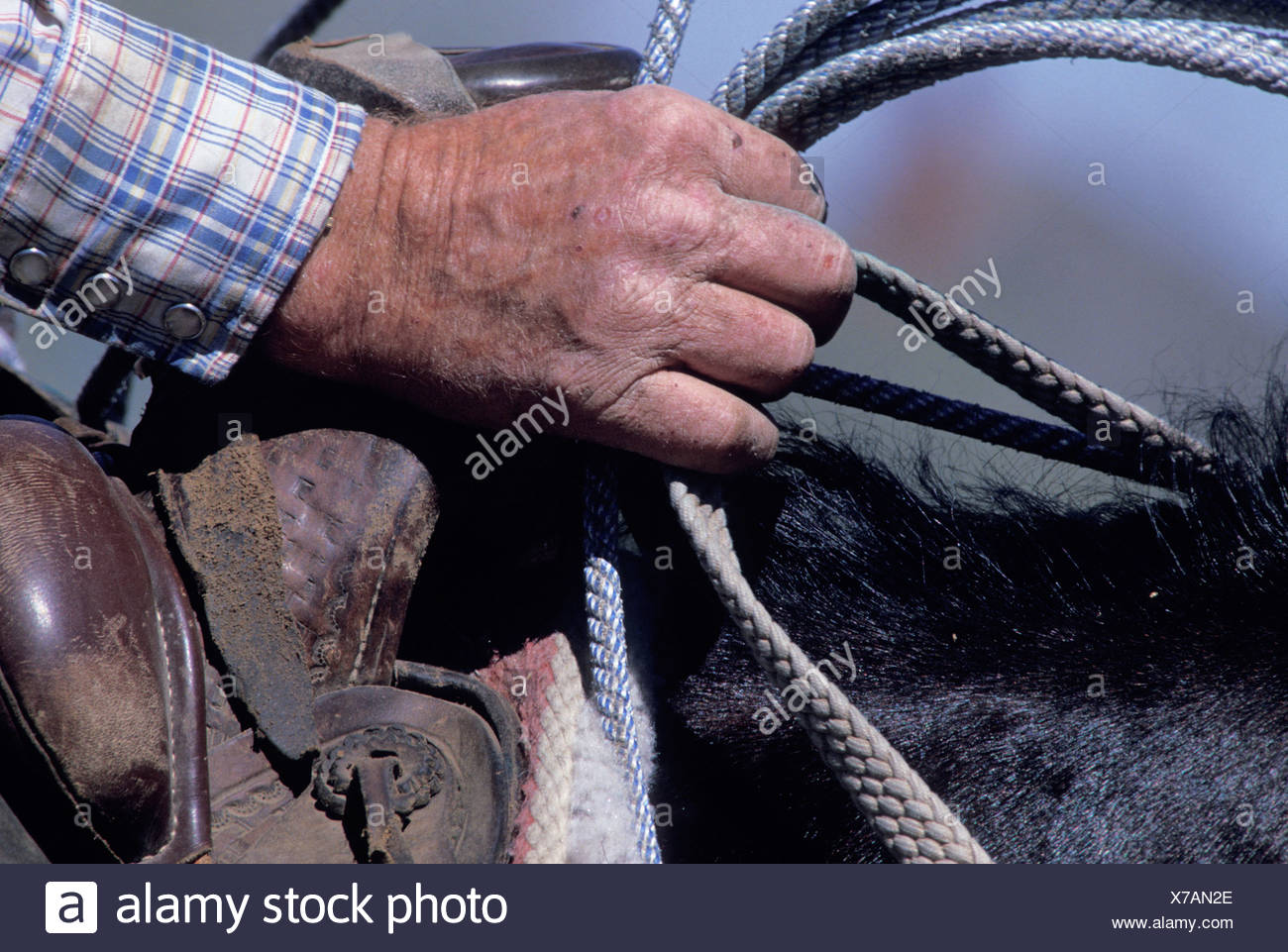 Saddle Horn Stock Photos & Saddle Horn Stock Images - Alamy