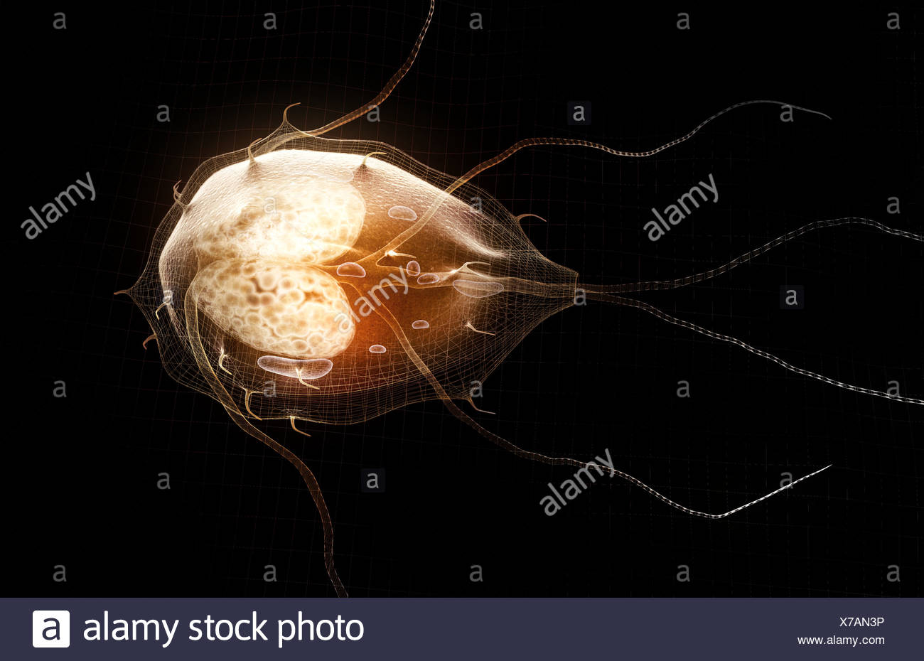 Giardia Lamblia Stock Photos & Giardia Lamblia Stock Images - Alamy