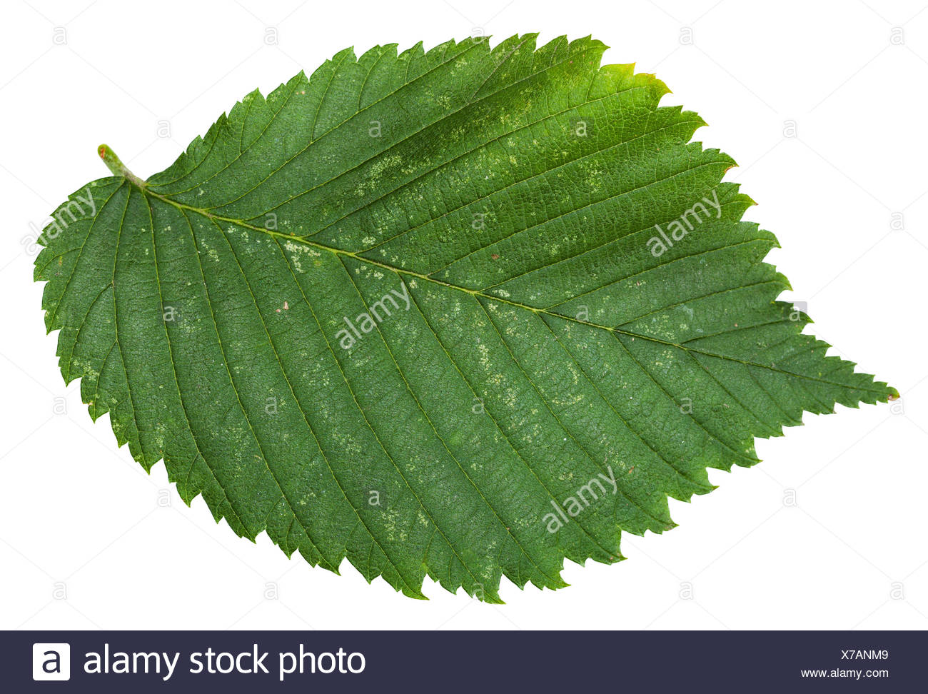 Russian Elm Stock Photos & Russian Elm Stock Images - Alamy