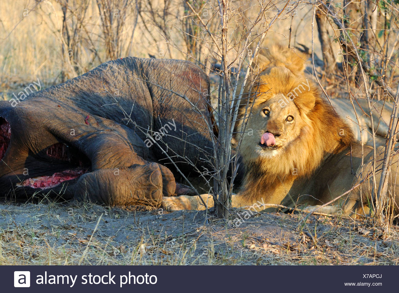 Lion Hunt Elephant High Resolution Stock Photography and Images - Alamy
