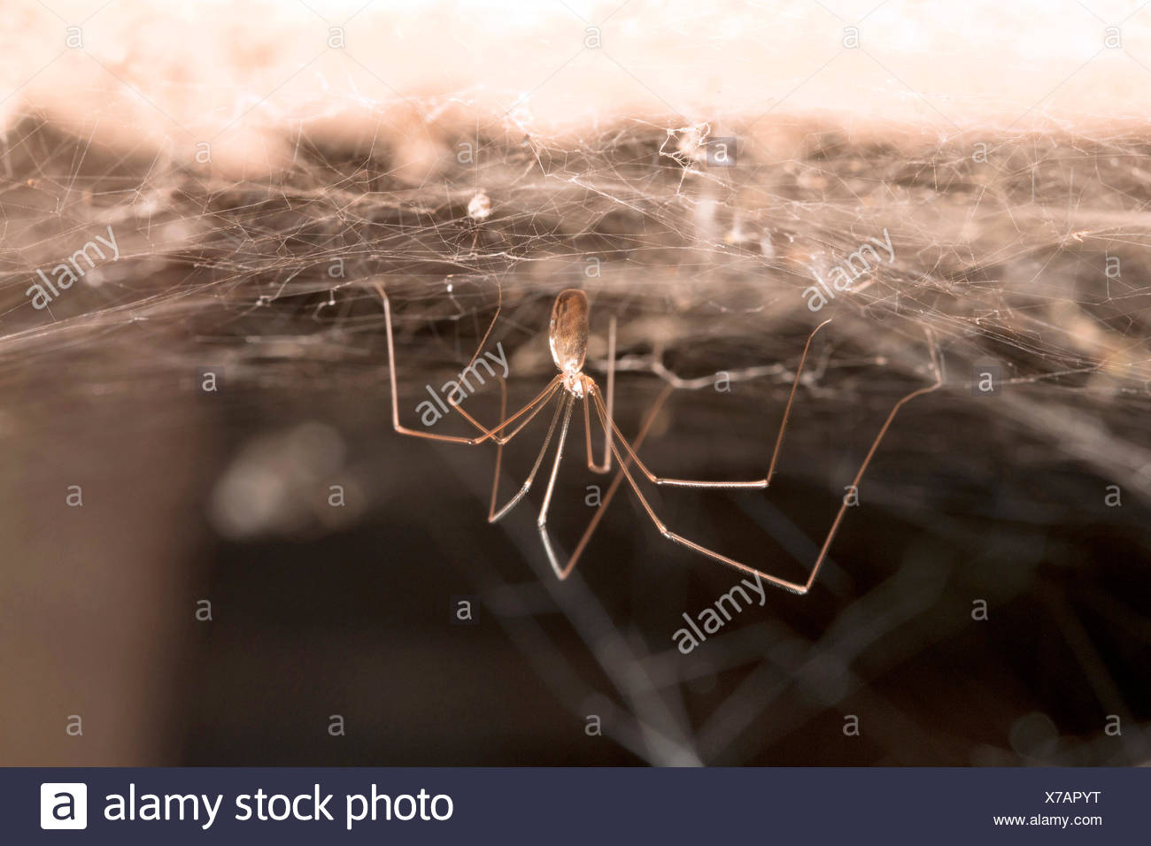 Daddy Long Legs Web High Resolution Stock Photography and Images - Alamy