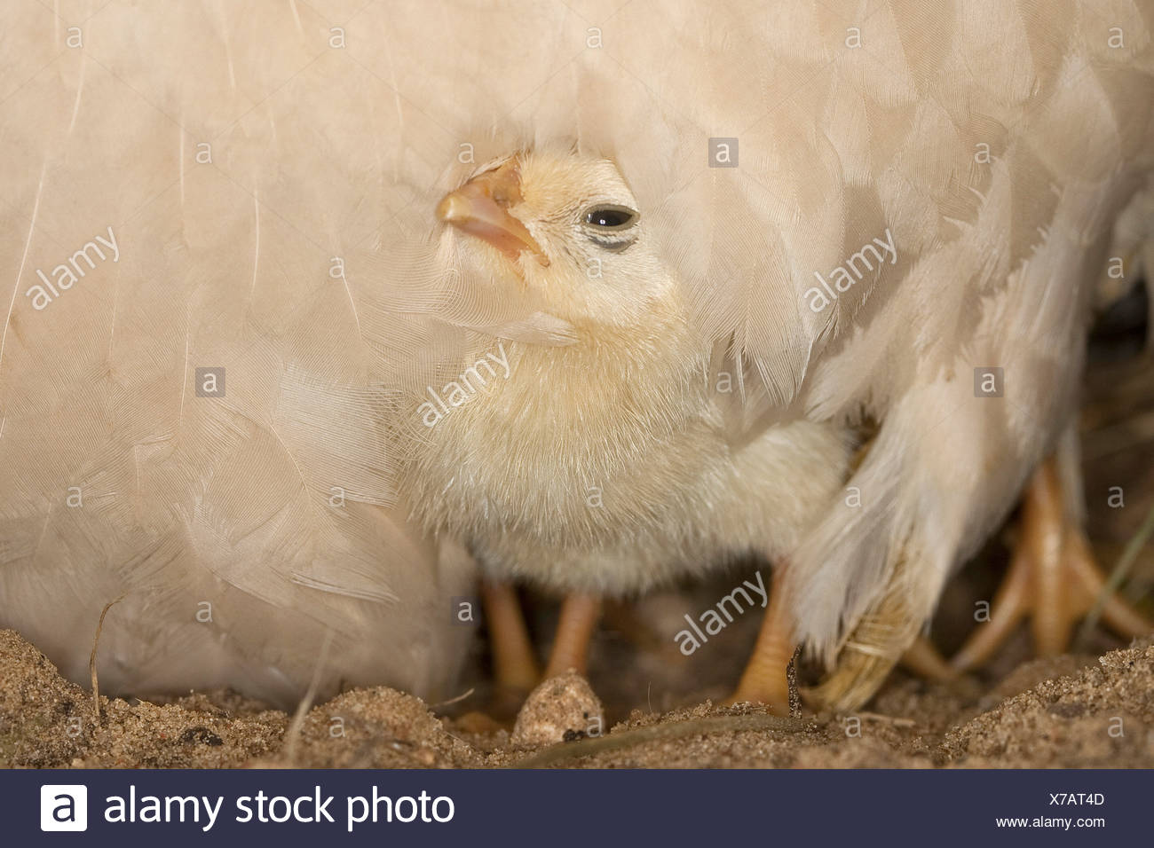 Bantam Gallus Gallus F Domestica High Resolution Stock Photography and ...