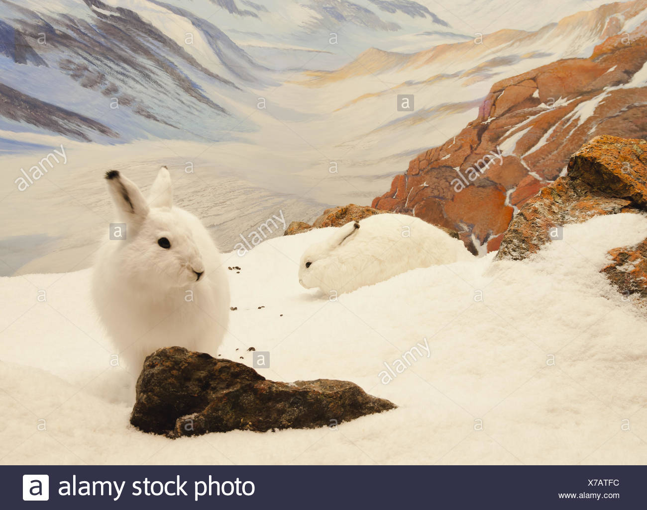 Rabbit Droppings High Resolution Stock Photography and Images - Alamy