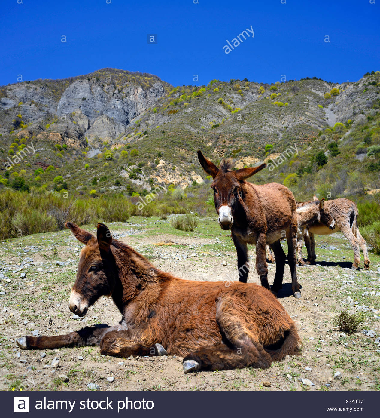 French Donkey High Resolution Stock Photography and Images - Alamy