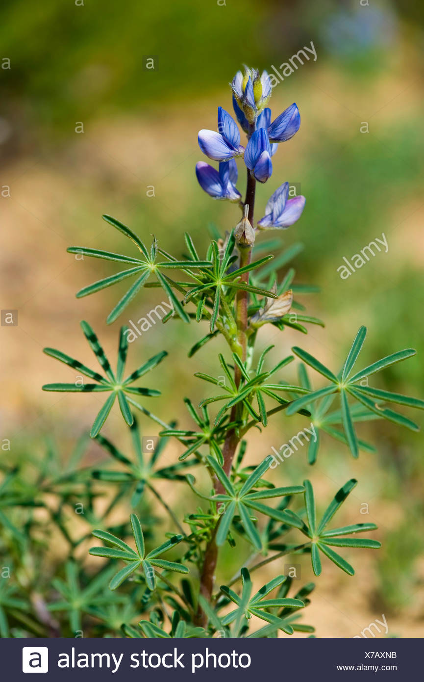 Blue Lupin High Resolution Stock Photography and Images - Alamy