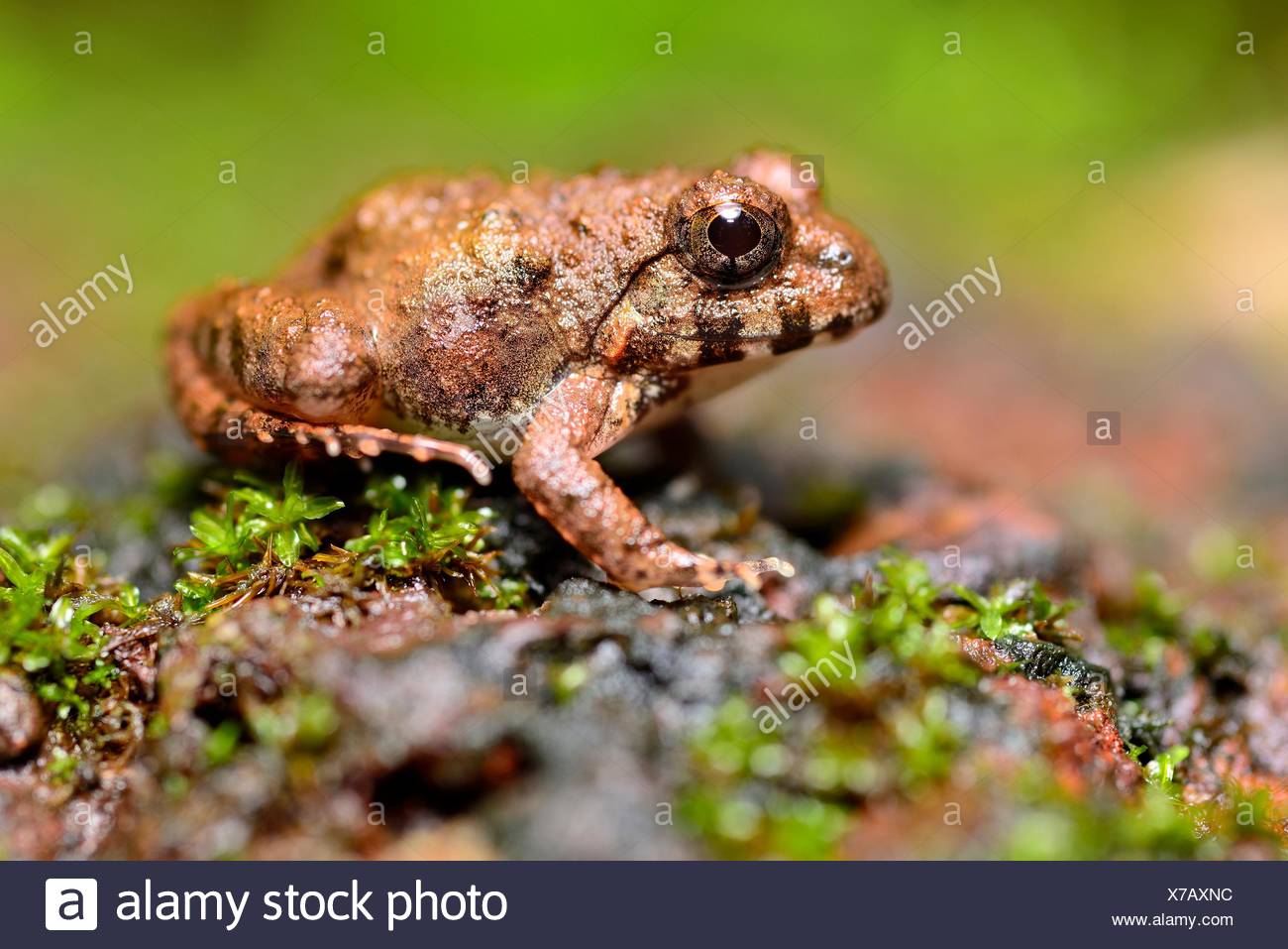 Indian Frog High Resolution Stock Photography and Images - Alamy