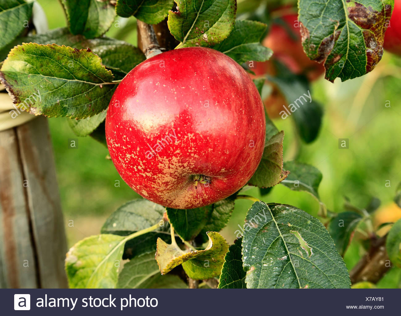 Apples Variety Varieties Growing On Tree Norfolk England Stock Photos ...