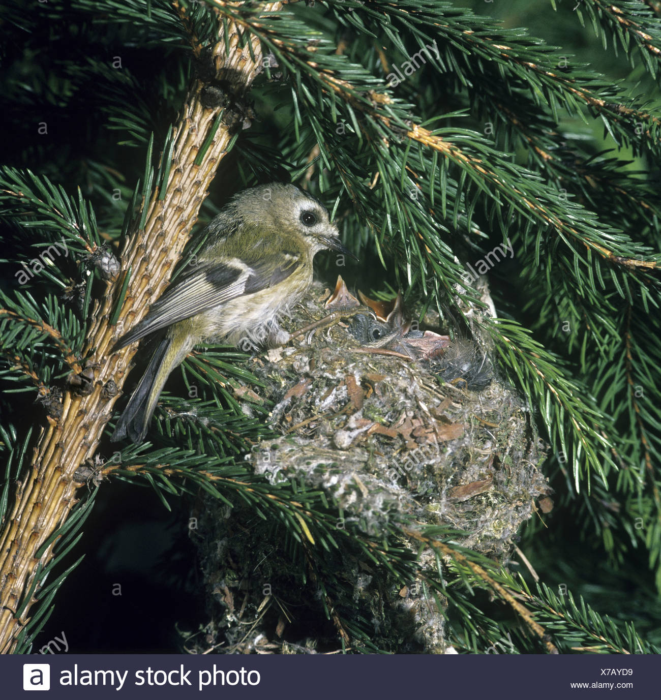Goldcrest Nest High Resolution Stock Photography and Images - Alamy