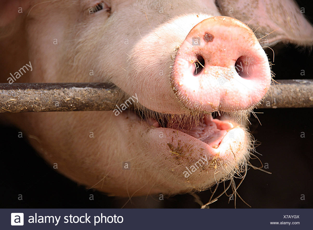 Prison Food High Resolution Stock Photography and Images - Alamy