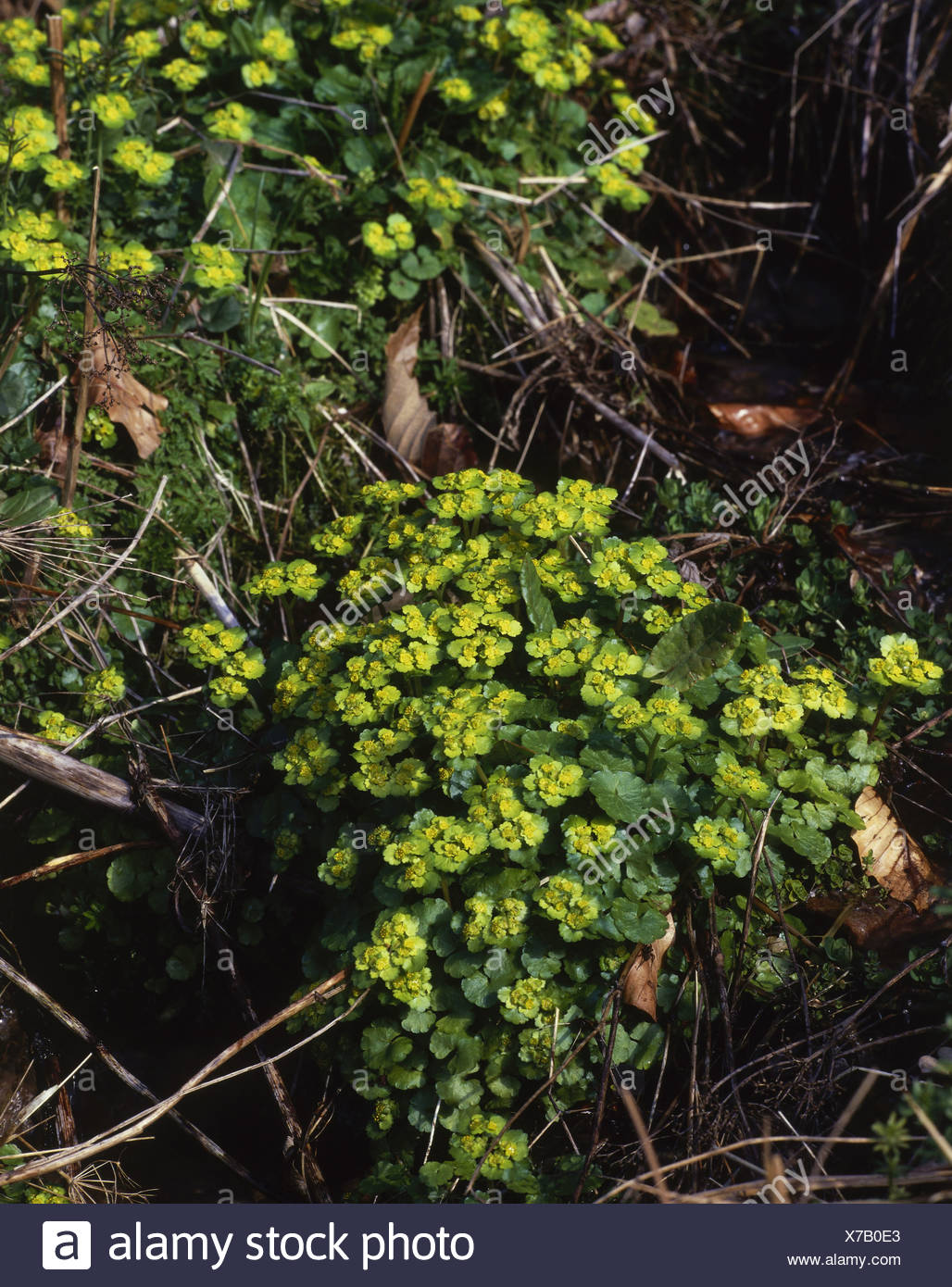 Golden Saxifrage High Resolution Stock Photography and Images - Alamy