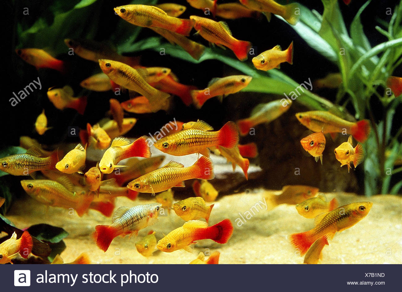 Xiphophorus Variatus Stock Photos & Xiphophorus Variatus Stock Images ...