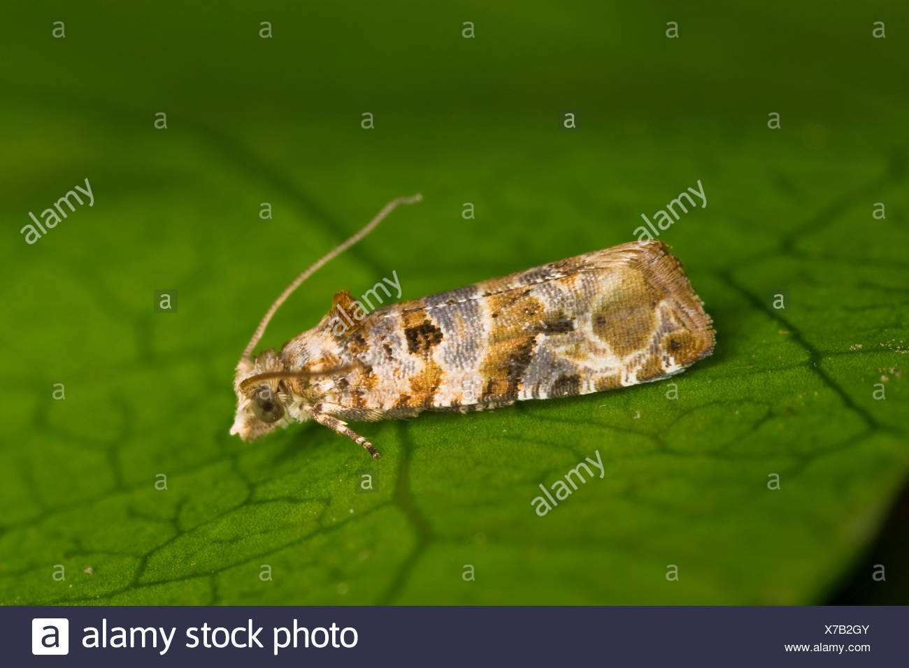Grapevine Moth High Resolution Stock Photography and Images - Alamy
