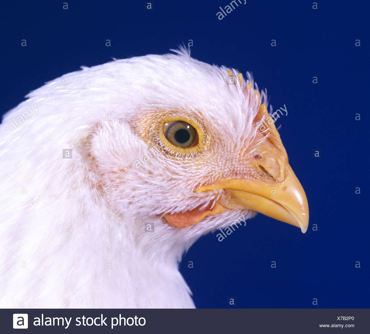 Hubbard Chicken High Resolution Stock Photography and Images - Alamy