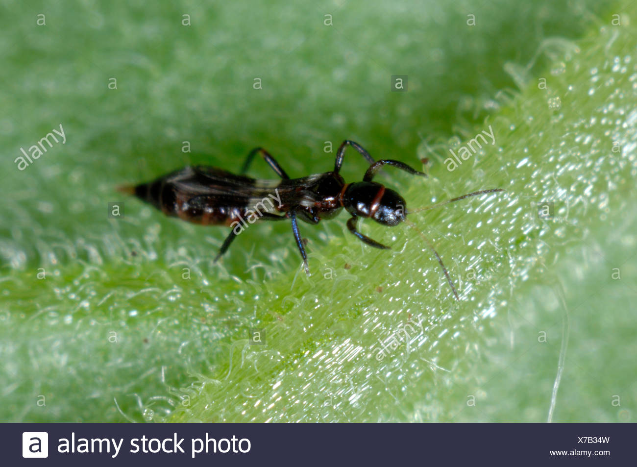 Franklinothrips Vespiformis High Resolution Stock Photography and ...