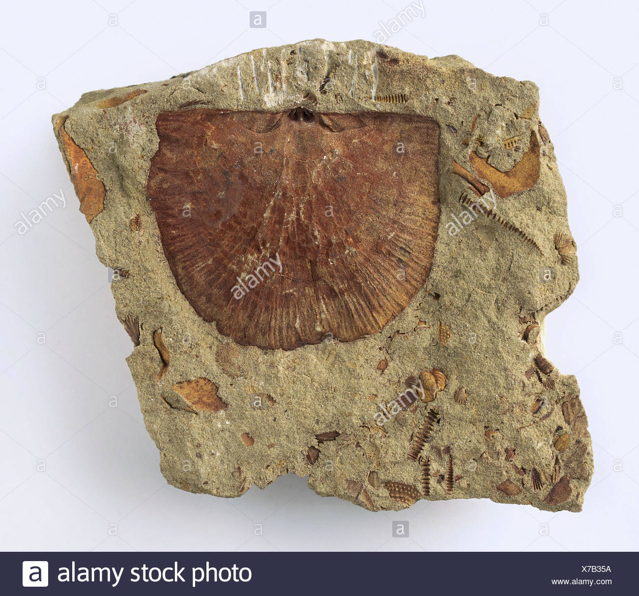Brachiopod Shell High Resolution Stock Photography and Images - Alamy