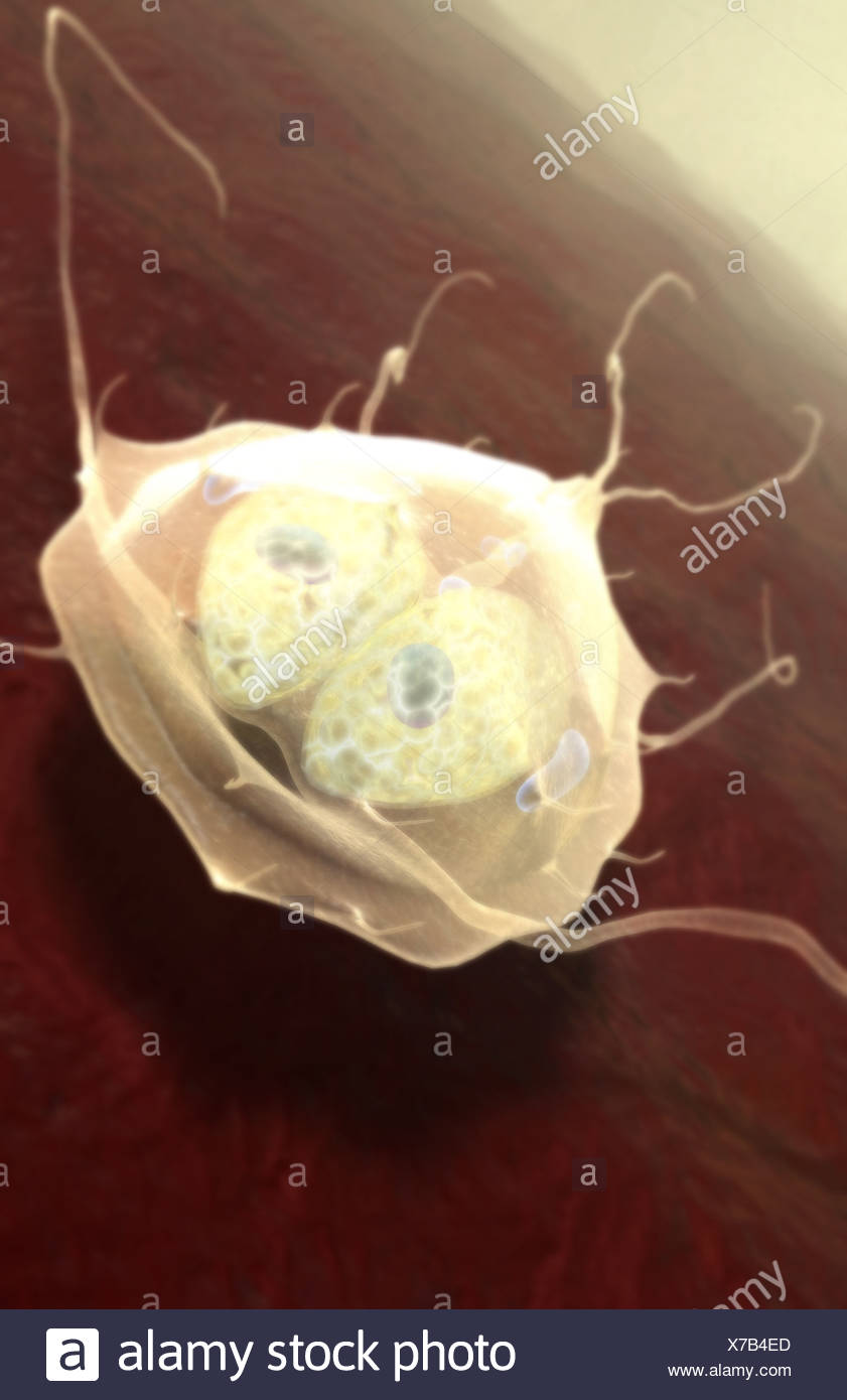 Giardia High Resolution Stock Photography and Images - Alamy
