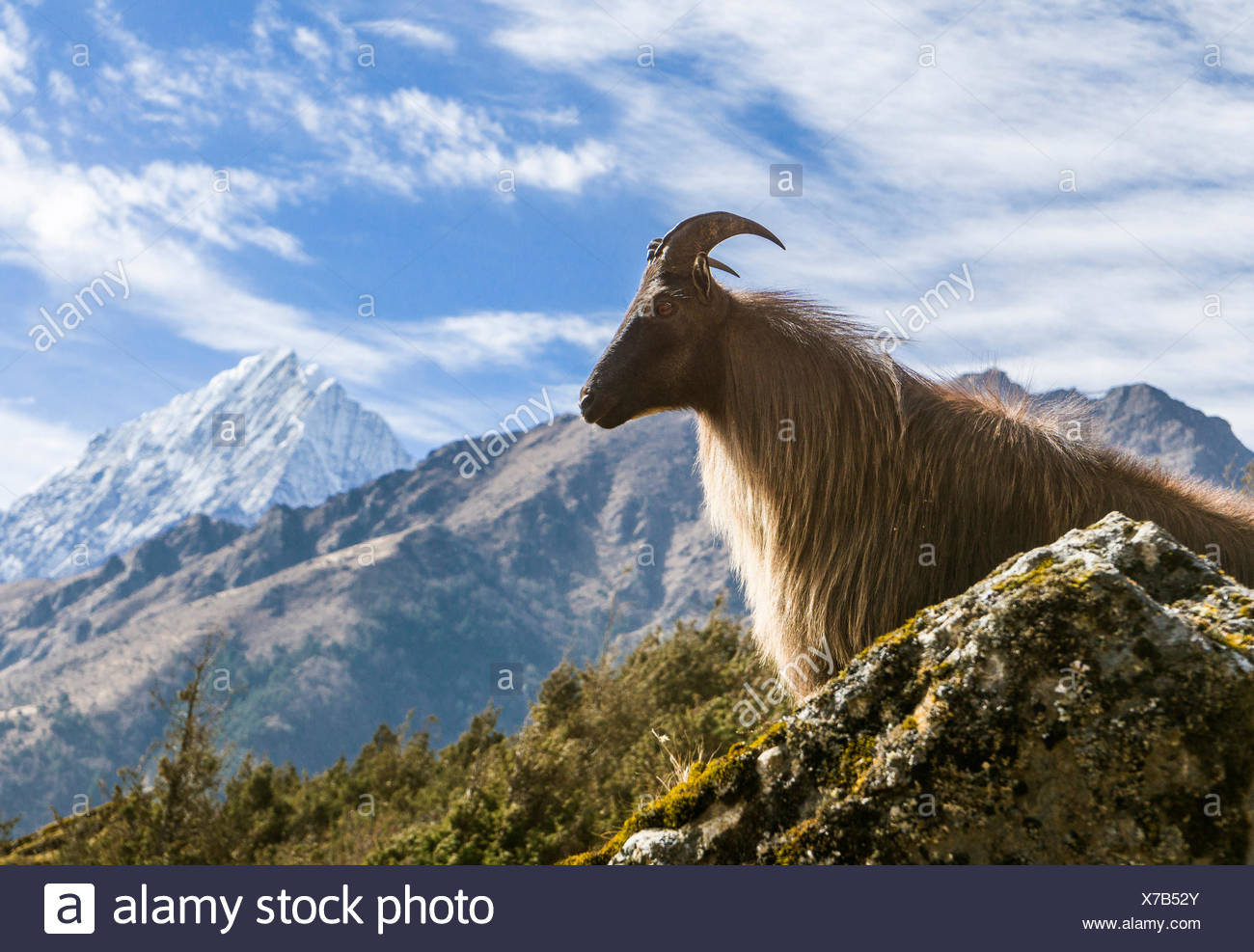Mountain Goat Standing On Snow Stock Photos & Mountain Goat Standing On ...