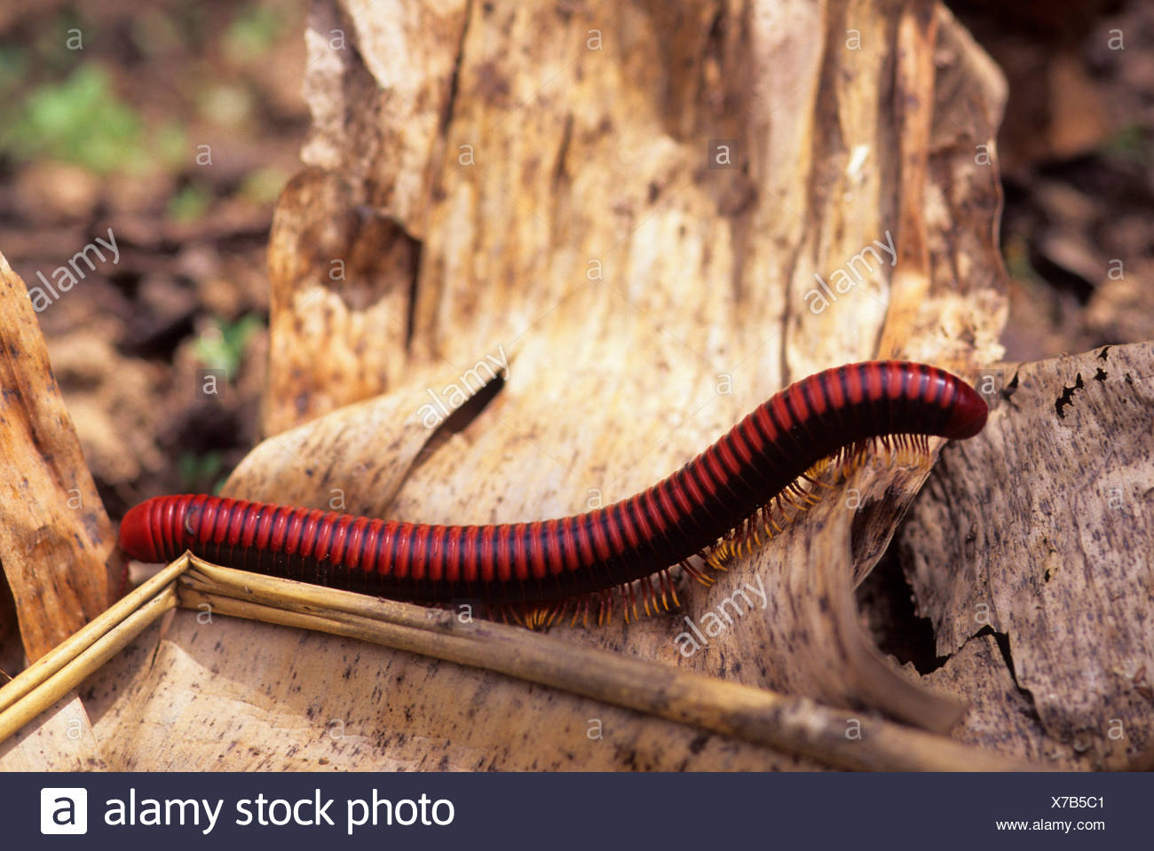 Mandraka High Resolution Stock Photography and Images - Alamy