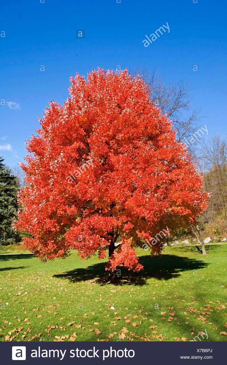 Acer Maple Leaf Autumn Season Fall High Resolution Stock Photography ...