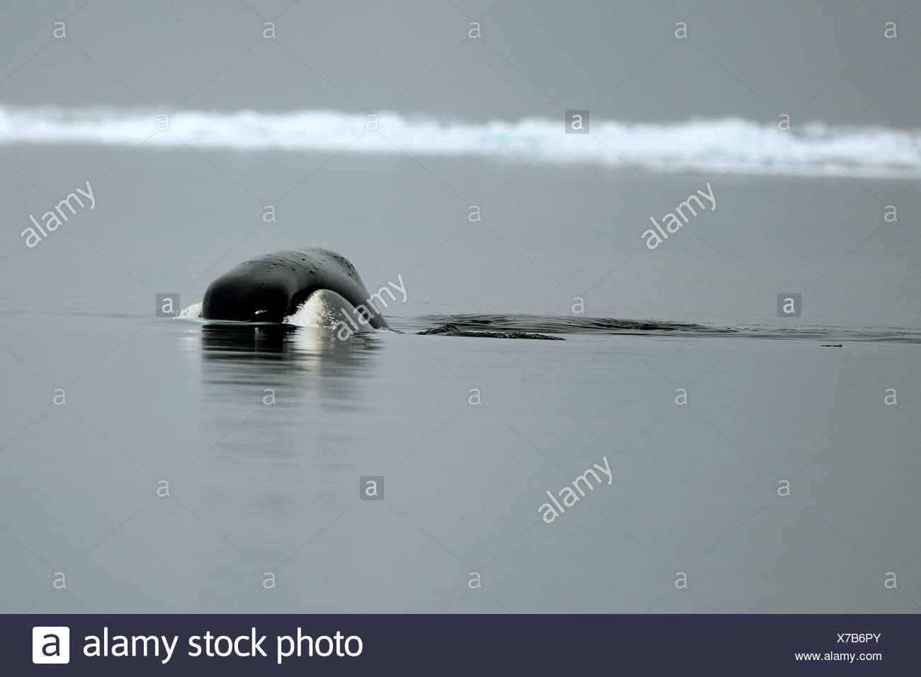 Bowhead Whale Arctic Balaena Mysticetus High Resolution Stock ...