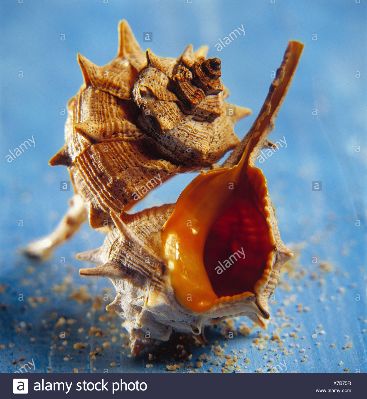 Winkles High Resolution Stock Photography and Images - Alamy