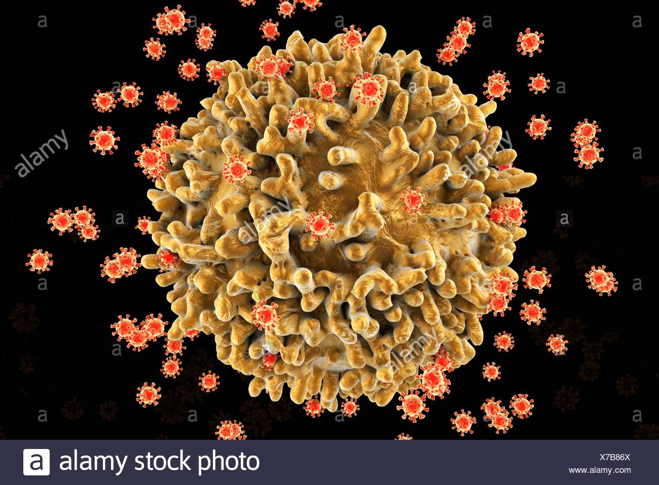 T Helper Cell Immune High Resolution Stock Photography and Images - Alamy