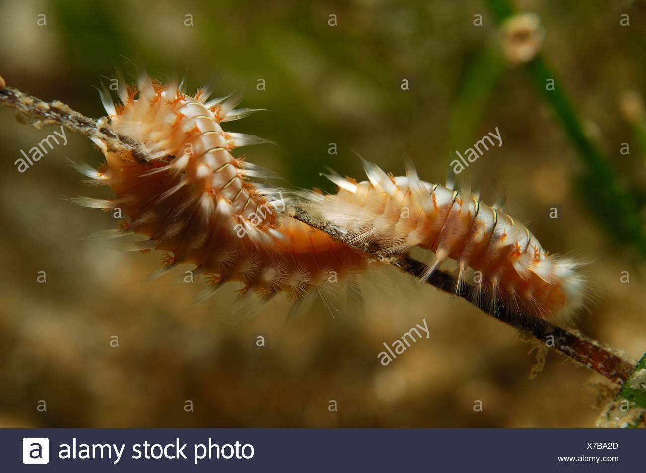 Poisonous Worm Stock Photos & Poisonous Worm Stock Images - Alamy