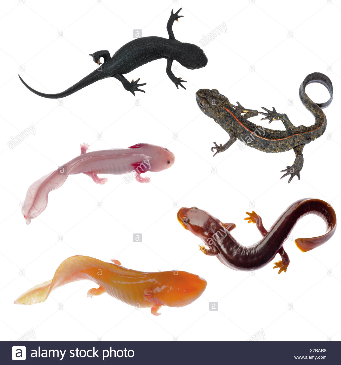 Salamander Aquatic Stock Photos & Salamander Aquatic Stock Images - Alamy