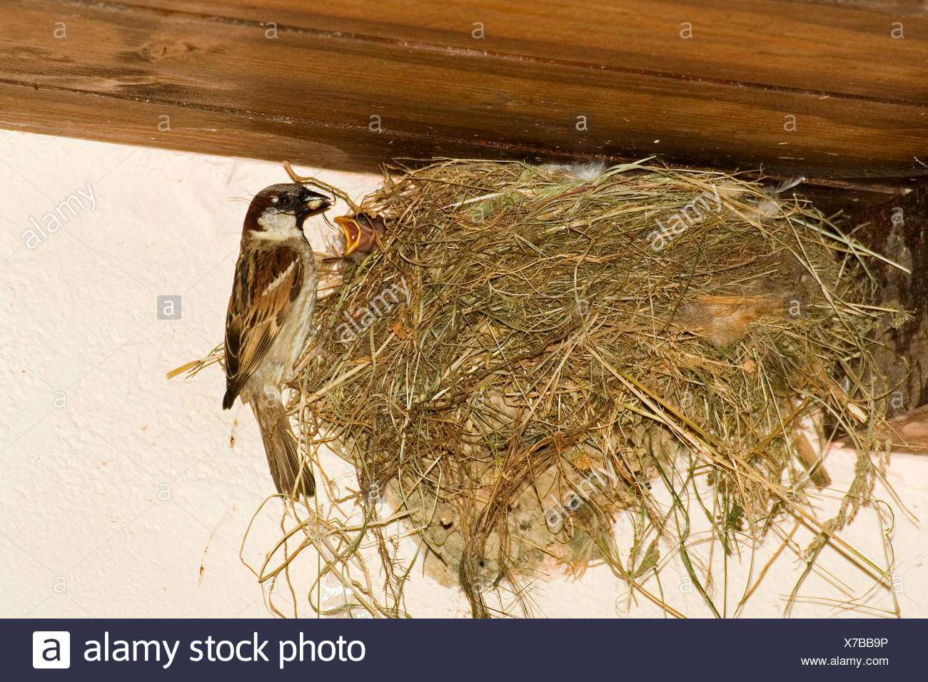 Juvenile Sparrows High Resolution Stock Photography and Images - Alamy