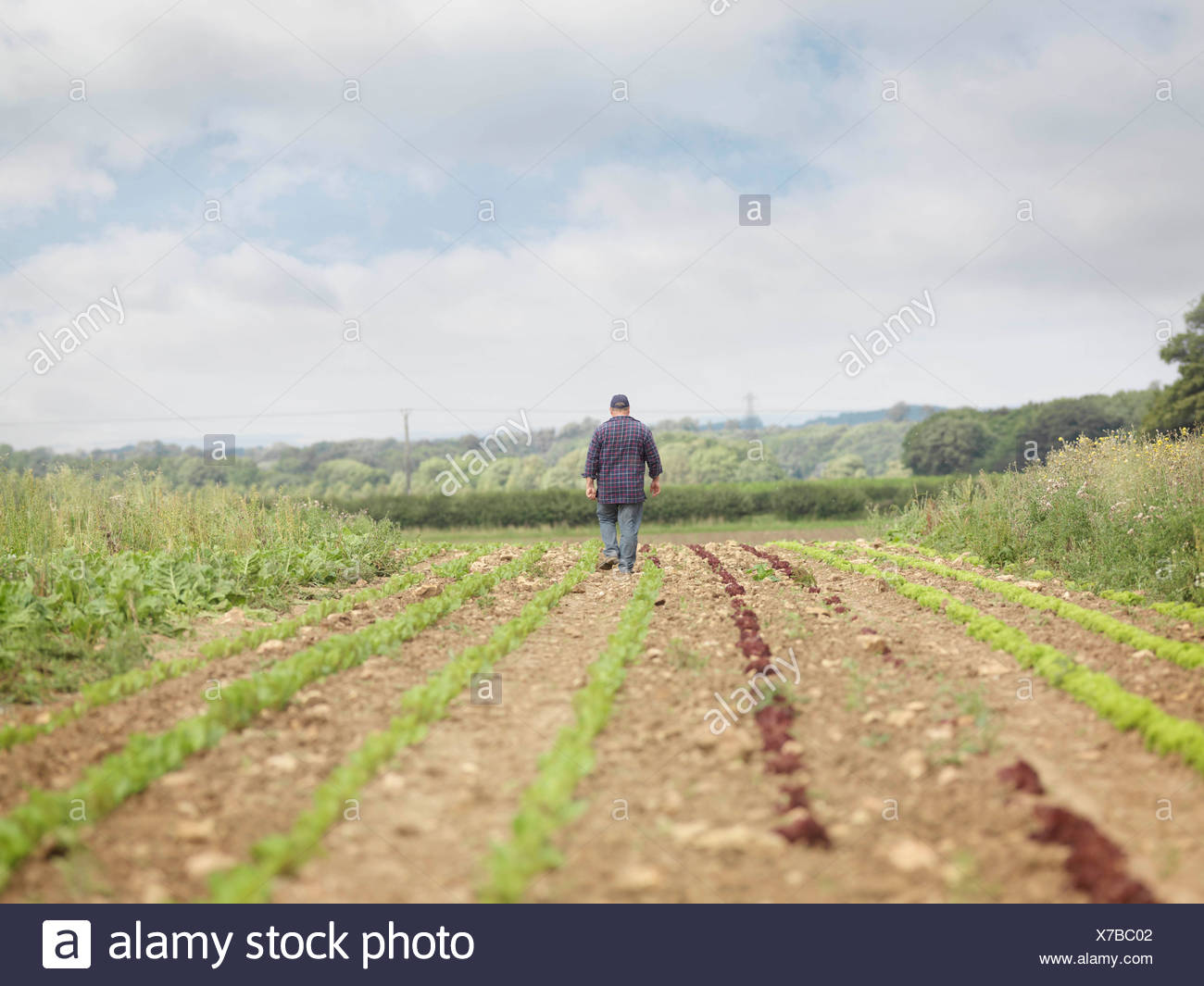 Farmer Walking High Resolution Stock Photography and Images - Alamy