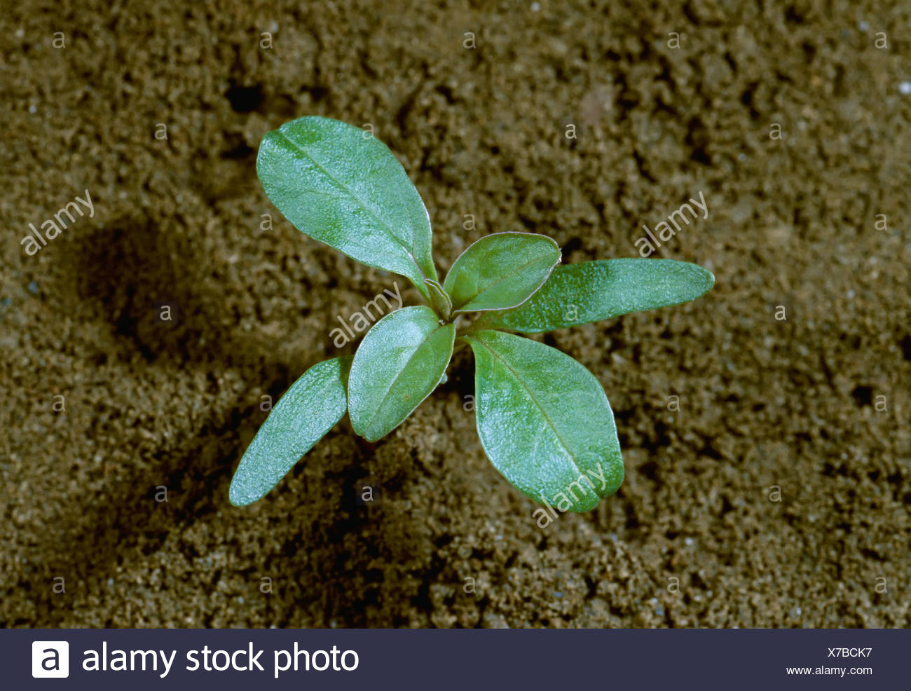 Prostrate Pigweed Stock Photos & Prostrate Pigweed Stock Images - Alamy
