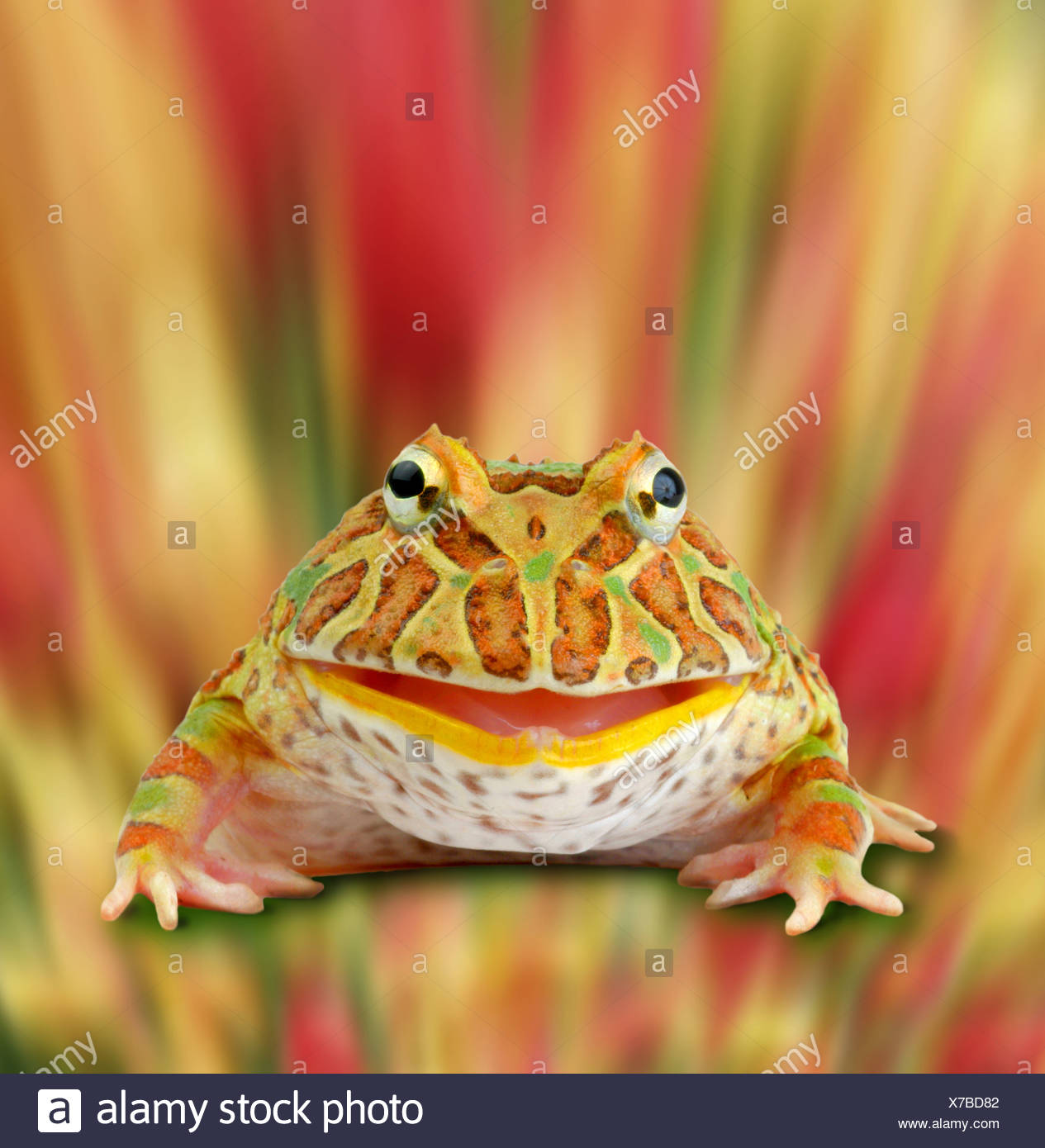 Escuerzo Ceratophrys Ornata High Resolution Stock Photography and ...