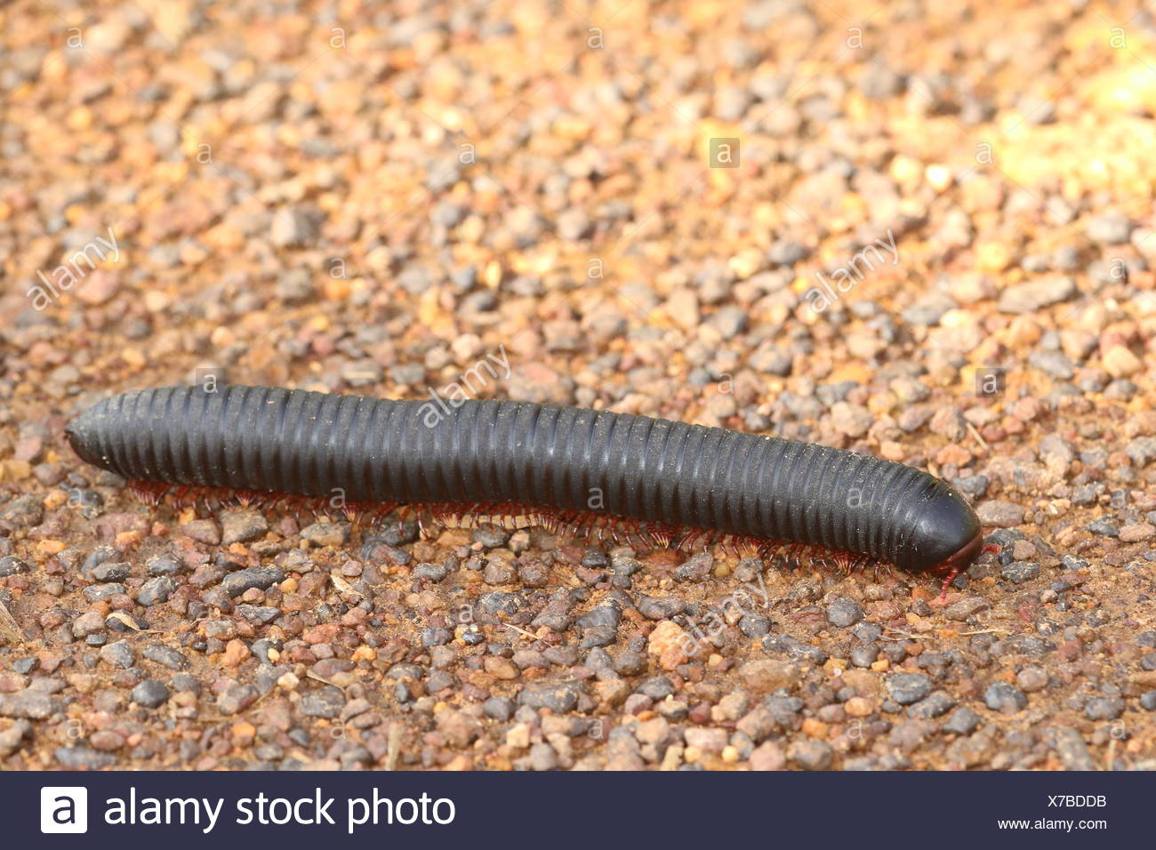 Giant African Millipede Stock Photos & Giant African Millipede Stock ...